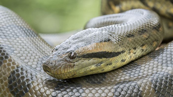 Größte Schlange Der Welt 55ft