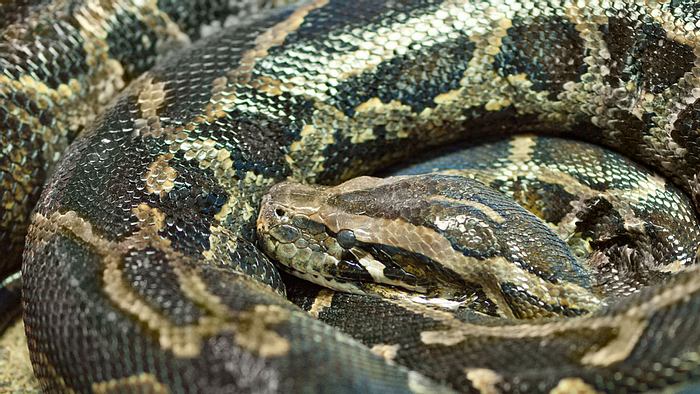 Größte Schlange Der Welt 55ft